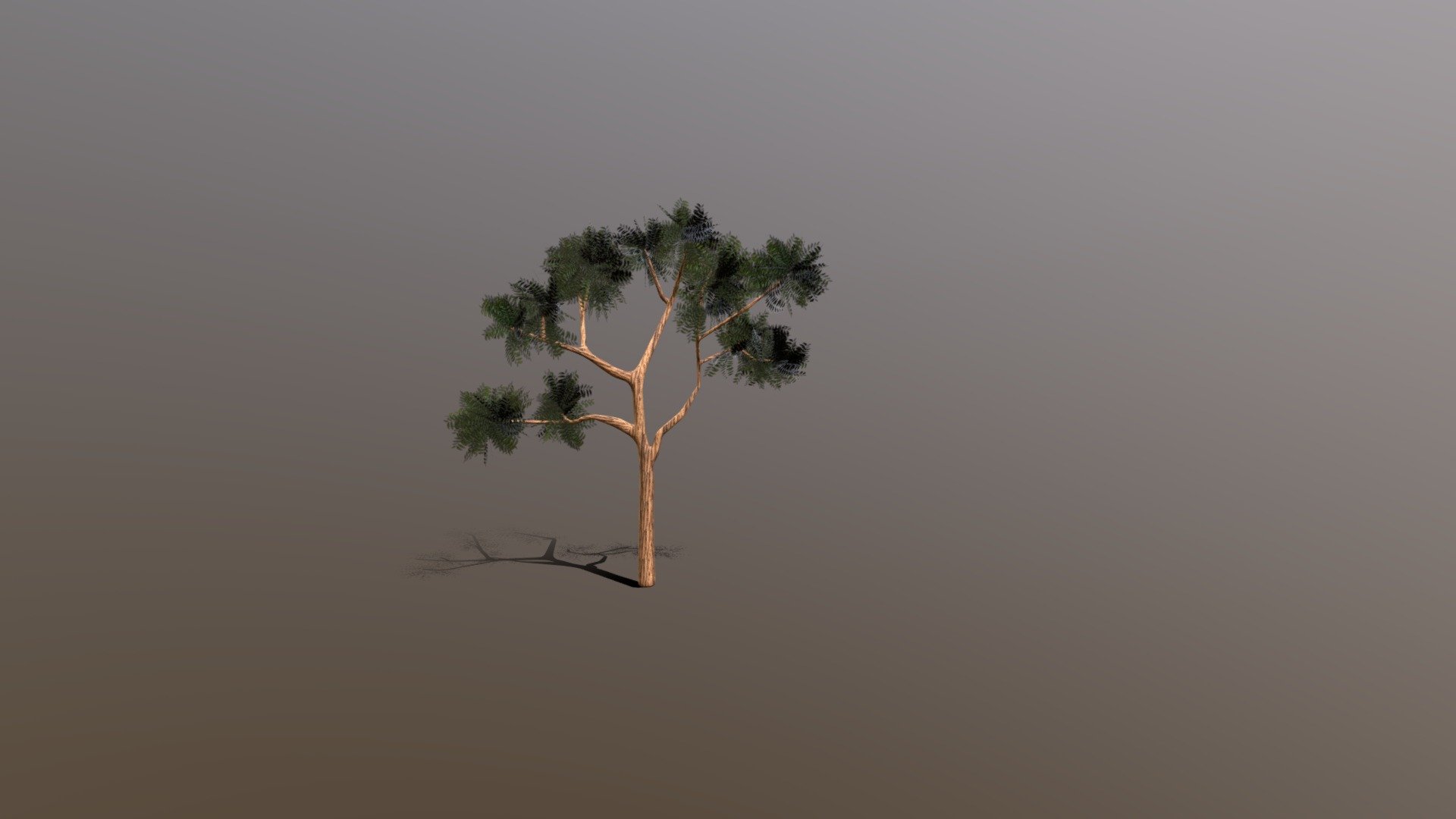 Cedro Tree - 3D model by dgran [8b2ddf4] - Sketchfab