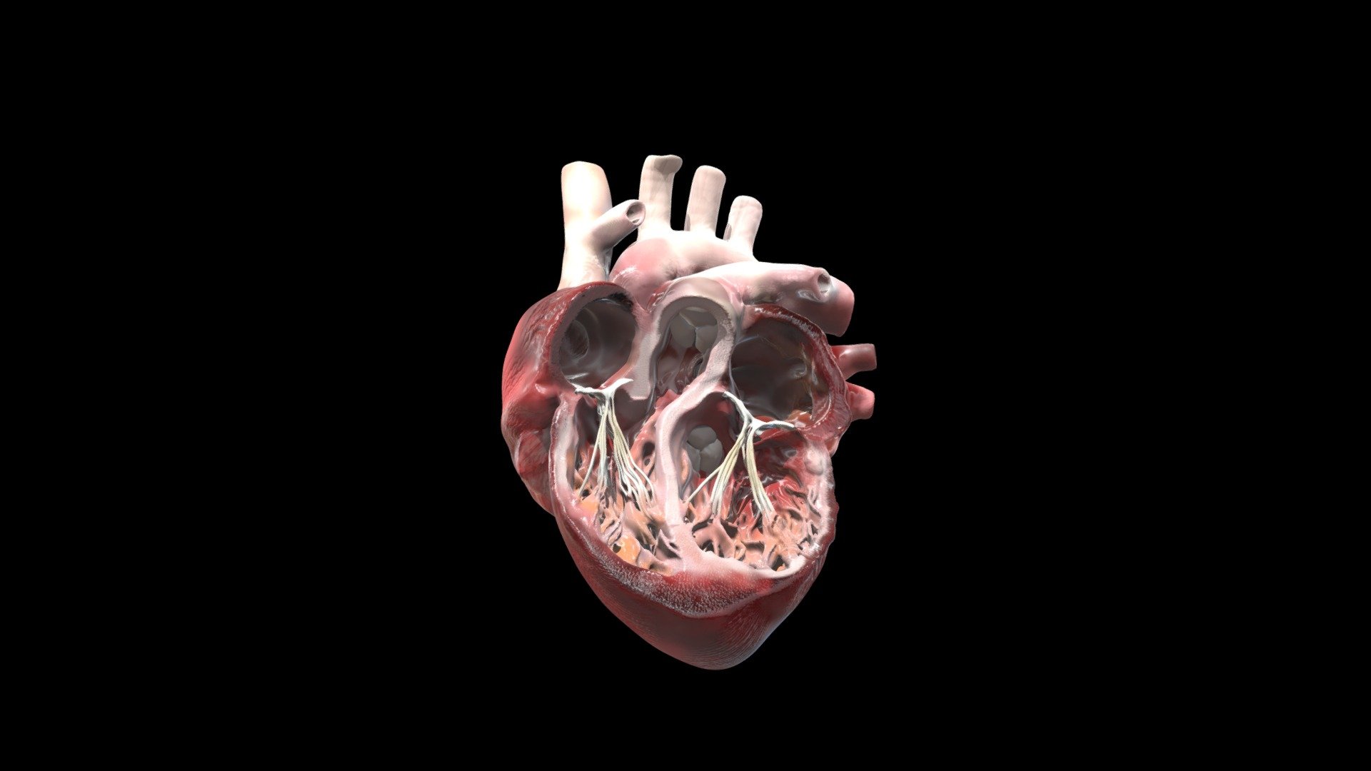 Heart medical anatomy - Buy Royalty Free 3D model by haibo ...