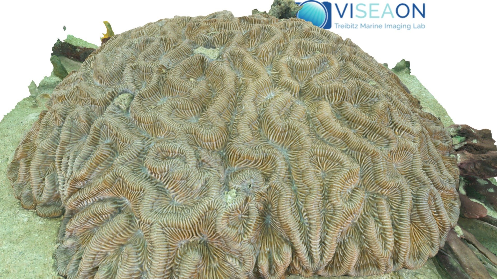 Brain Coral 12 From Bocas Del Toro, Panama - 3D model by VISEAON ...