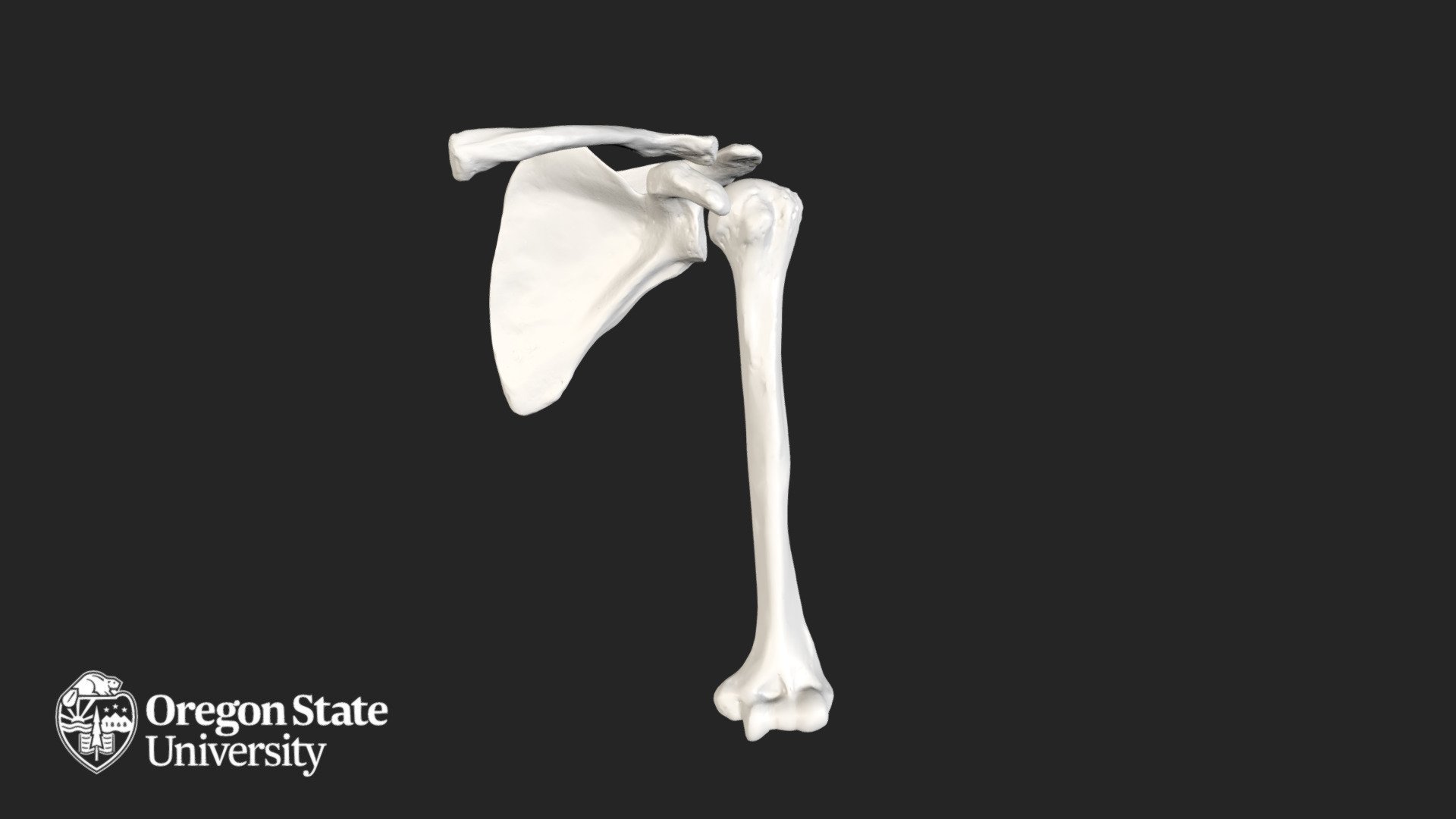 Pectoral Girdle - 3D model by Oregon State University | Ecampus ...
