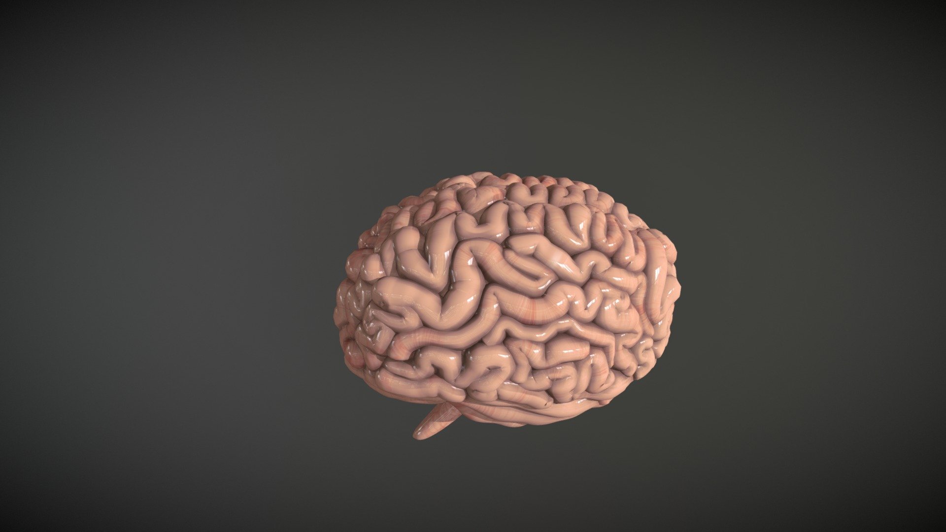 Cerebrum (Storhjärnan) - 3D model by rebeccathiel [8b4b928] - Sketchfab