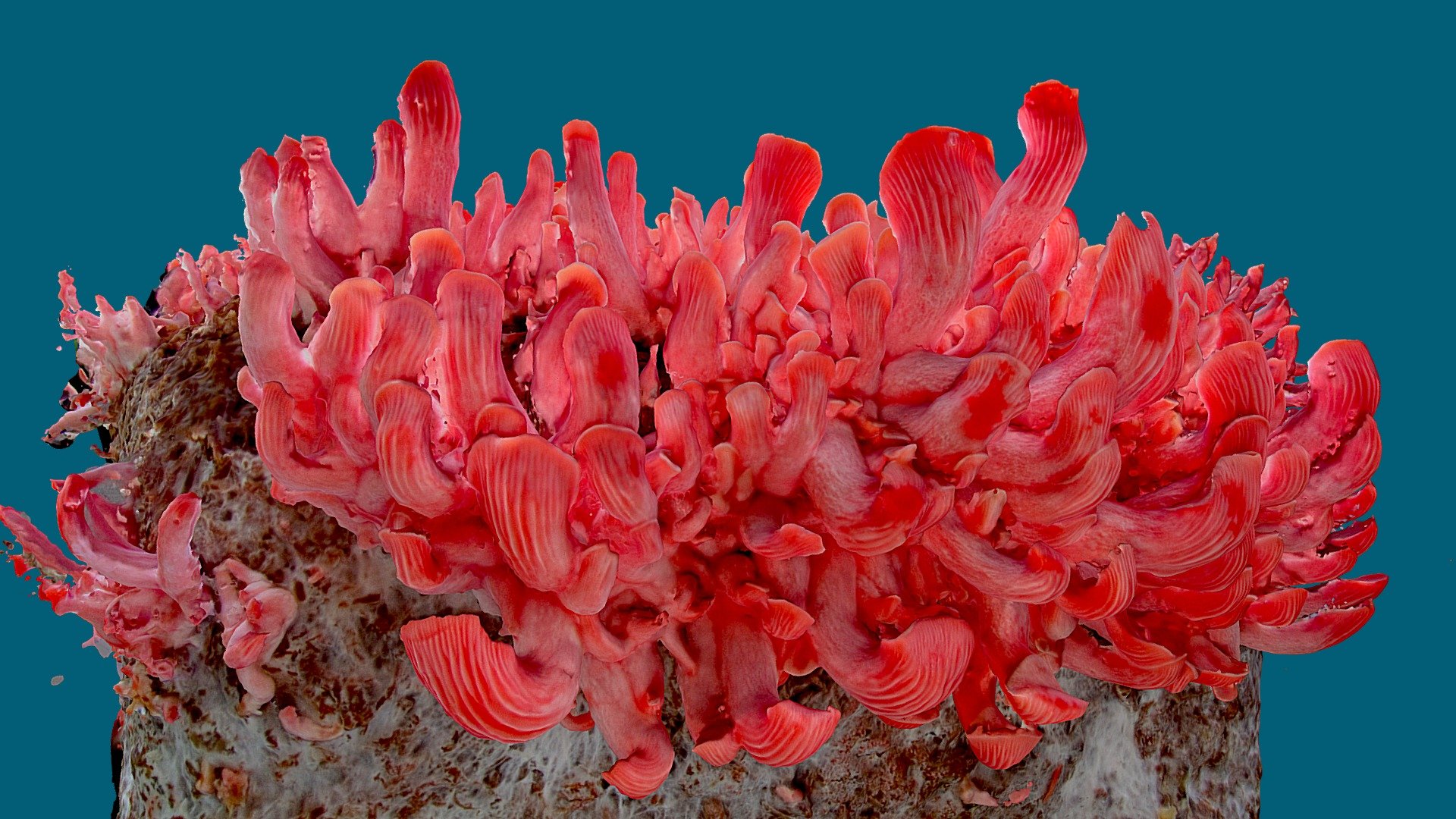 pink oyster - Buy Royalty Free 3D model by John Toeppen (@toeppen ...