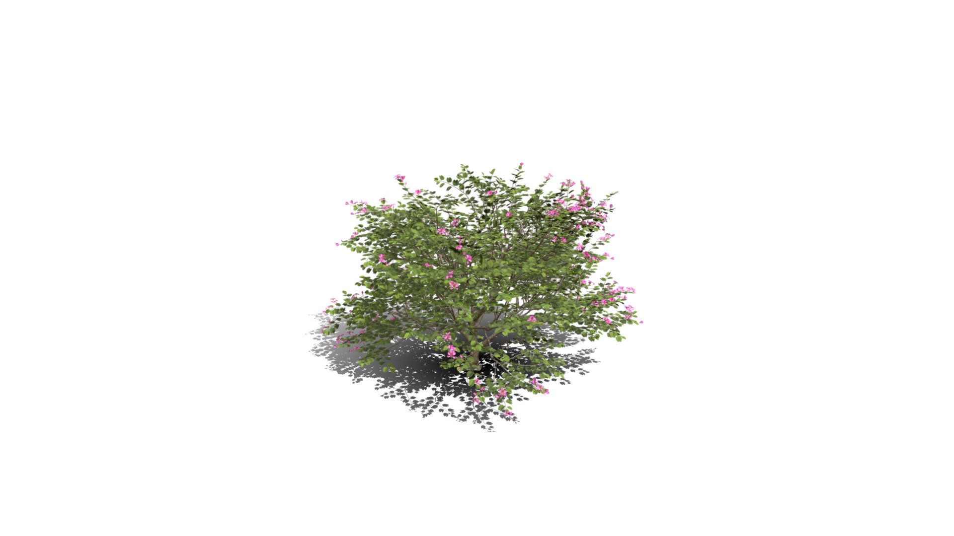 Realistic HD Hong Kong orchid tree (20/40) - Download Free 3D model by ...