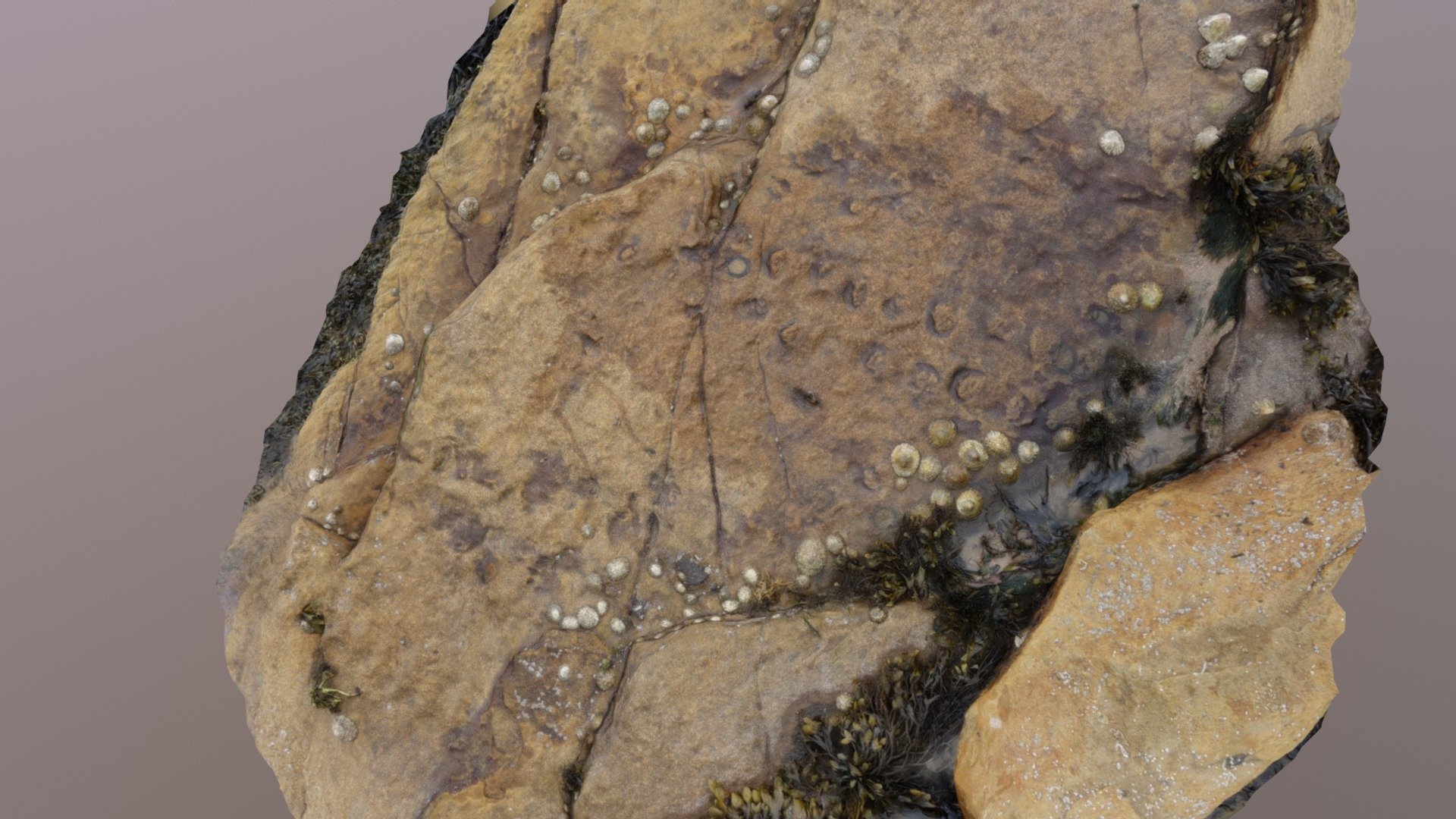 In Situ Track Clashach - 3D model by DaveL [8b5c844] - Sketchfab