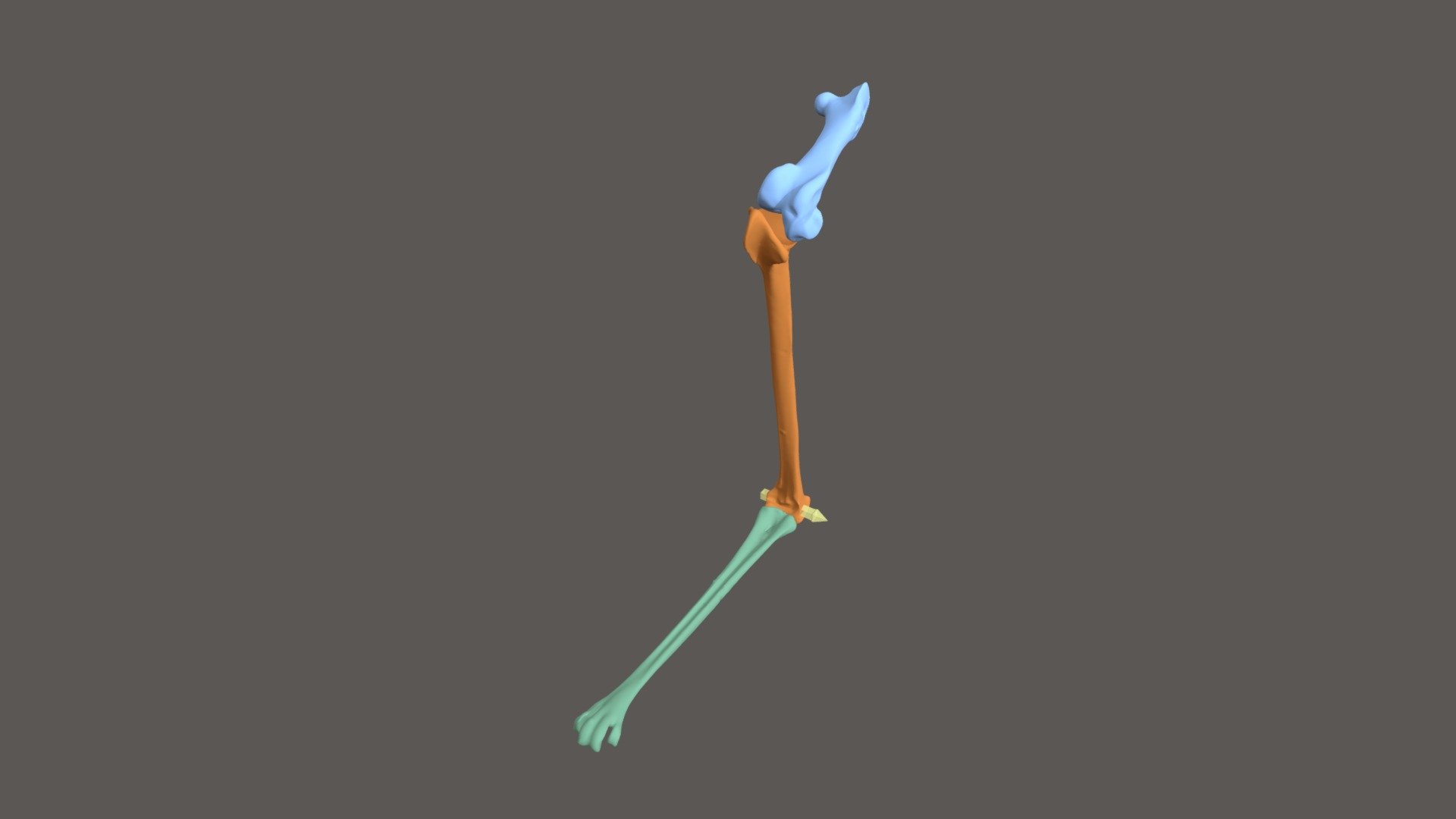 Major long bones of the left leg of emu - 3D model by Wani2Y [8b61855 ...