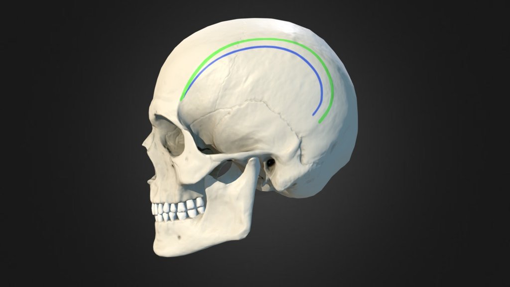 p17 Temporal line - 3D model by Anatomy Next (@a4s) [8b62df4] - Sketchfab
