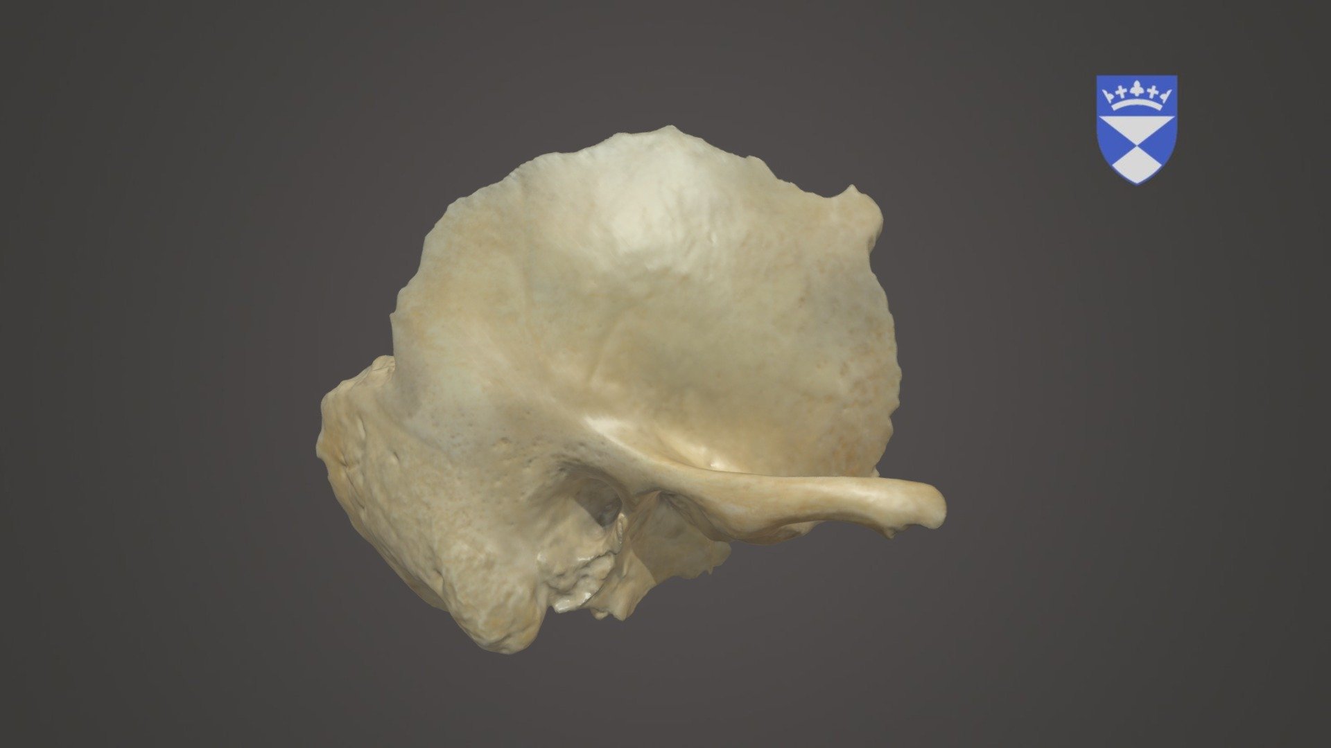 Temporal - 3D model by University of Dundee, CAHID (@anatomy_dundee ...