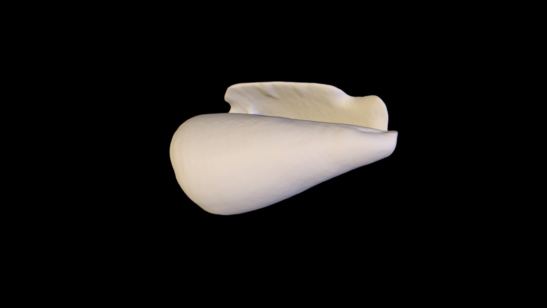Gomes Conidae_50 - 3D model by cr2350 [8b69ecc] - Sketchfab