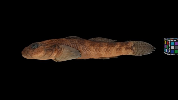 Rhinogobius 3D models - Sketchfab