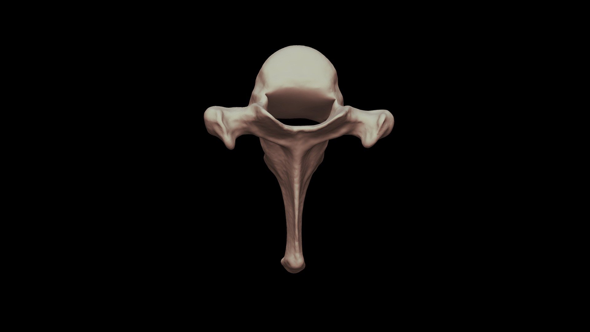 Badger Vertebra - 3D model by tomomahoney [8b6dd94] - Sketchfab