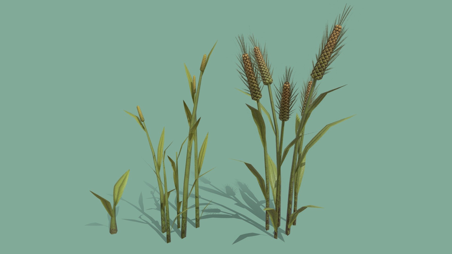 Wheat - 3D model by ana.ooo [8b6e892] - Sketchfab
