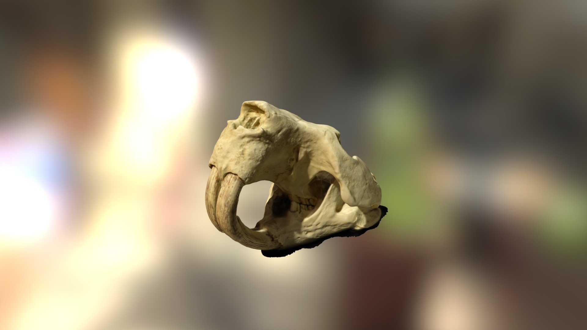 Giant beaver skull - Download Free 3D model by Geoffrey Marchal ...