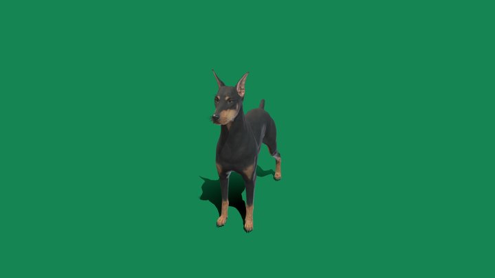 Doberman 3D models - Sketchfab