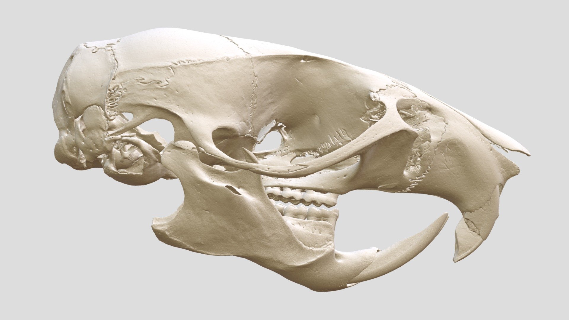 Oryzomys palustris (MSB:Mamm:25173) - 3D model by Biodiversity [8b79456 ...