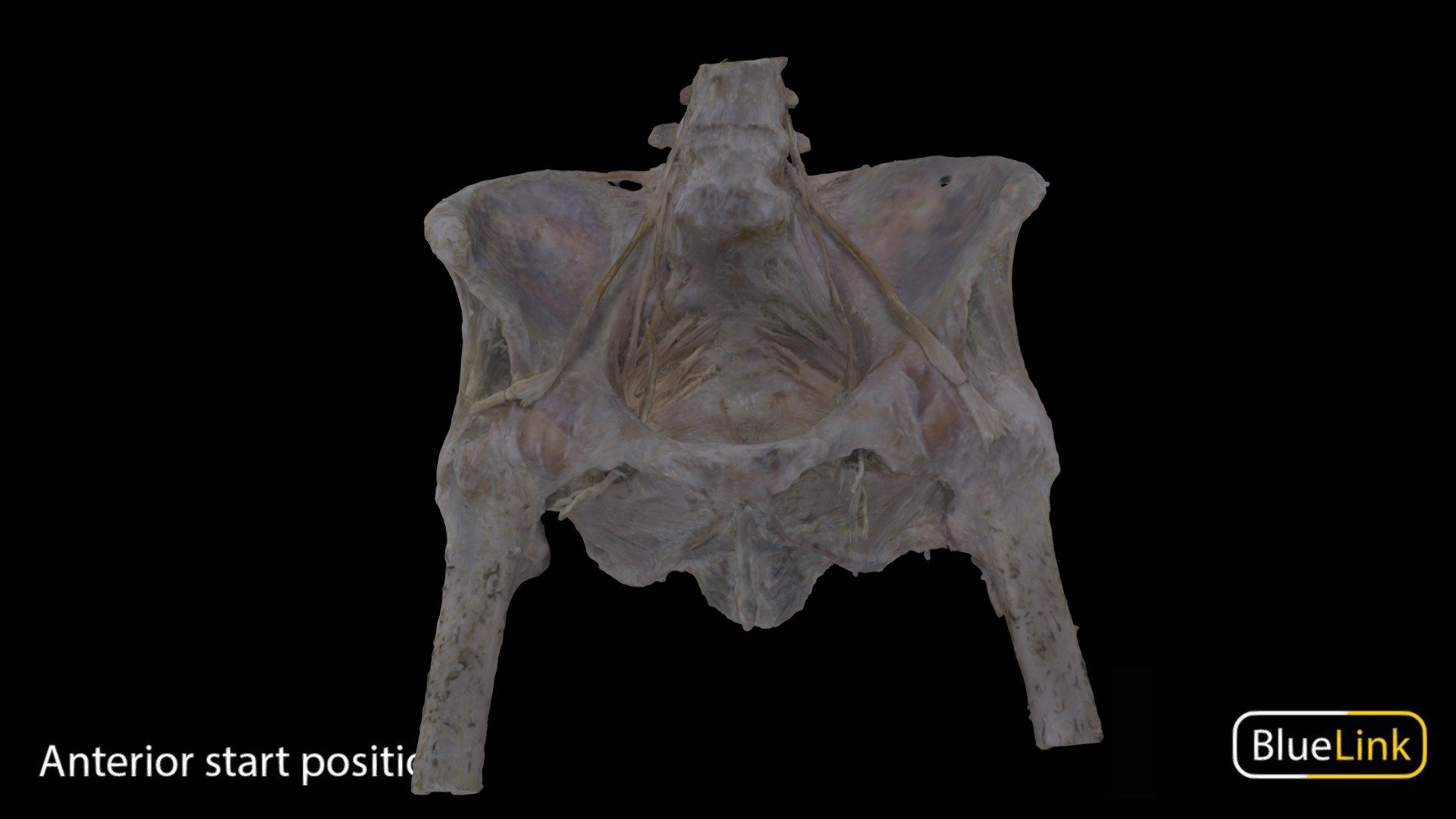 Female Pelvis - 3D model by Bluelink Anatomy (@bluelinkanatomy ...