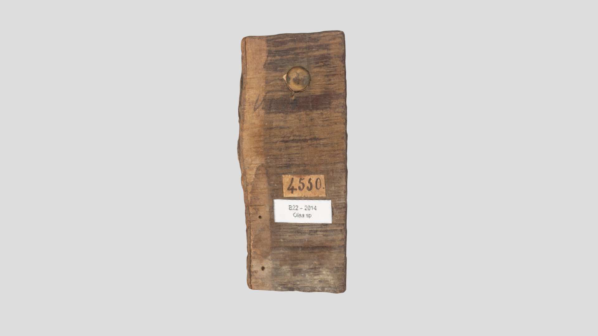 Wood Collection, Xylarium sample #23 - 3D model by SMA-UniGe [8b80775 ...