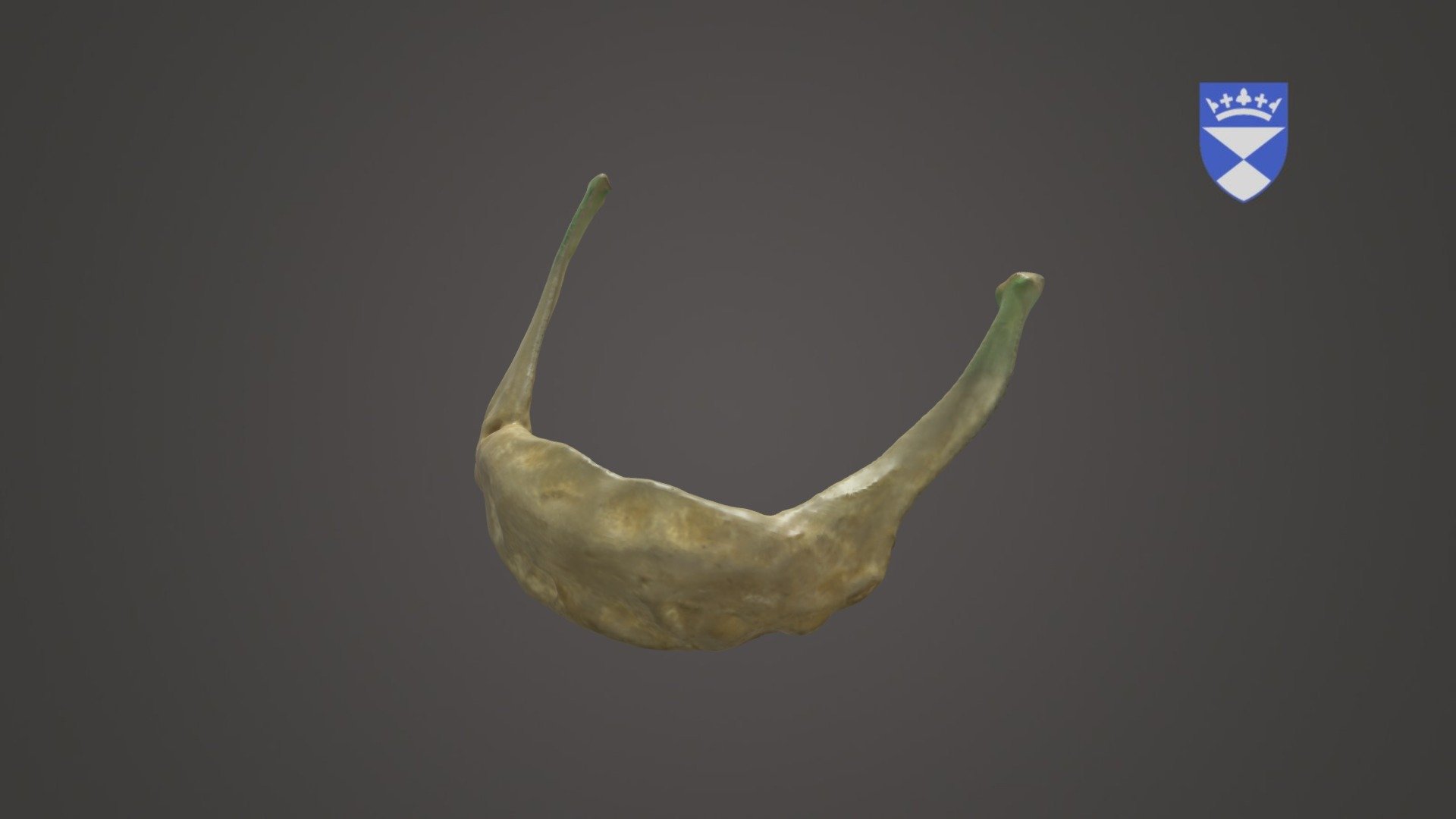 Hyoid - 3D model by University of Dundee, CAHID (@anatomy_dundee ...