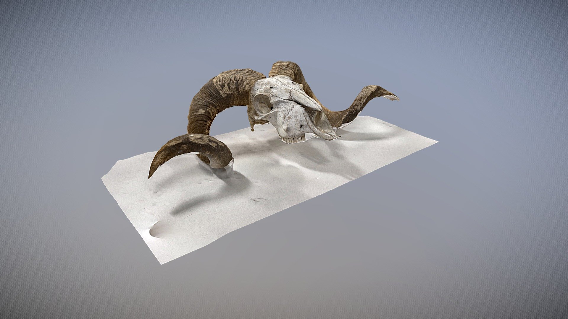 Ram skull - Download Free 3D model by Dawnstar-Chronicles [8b8c137 ...
