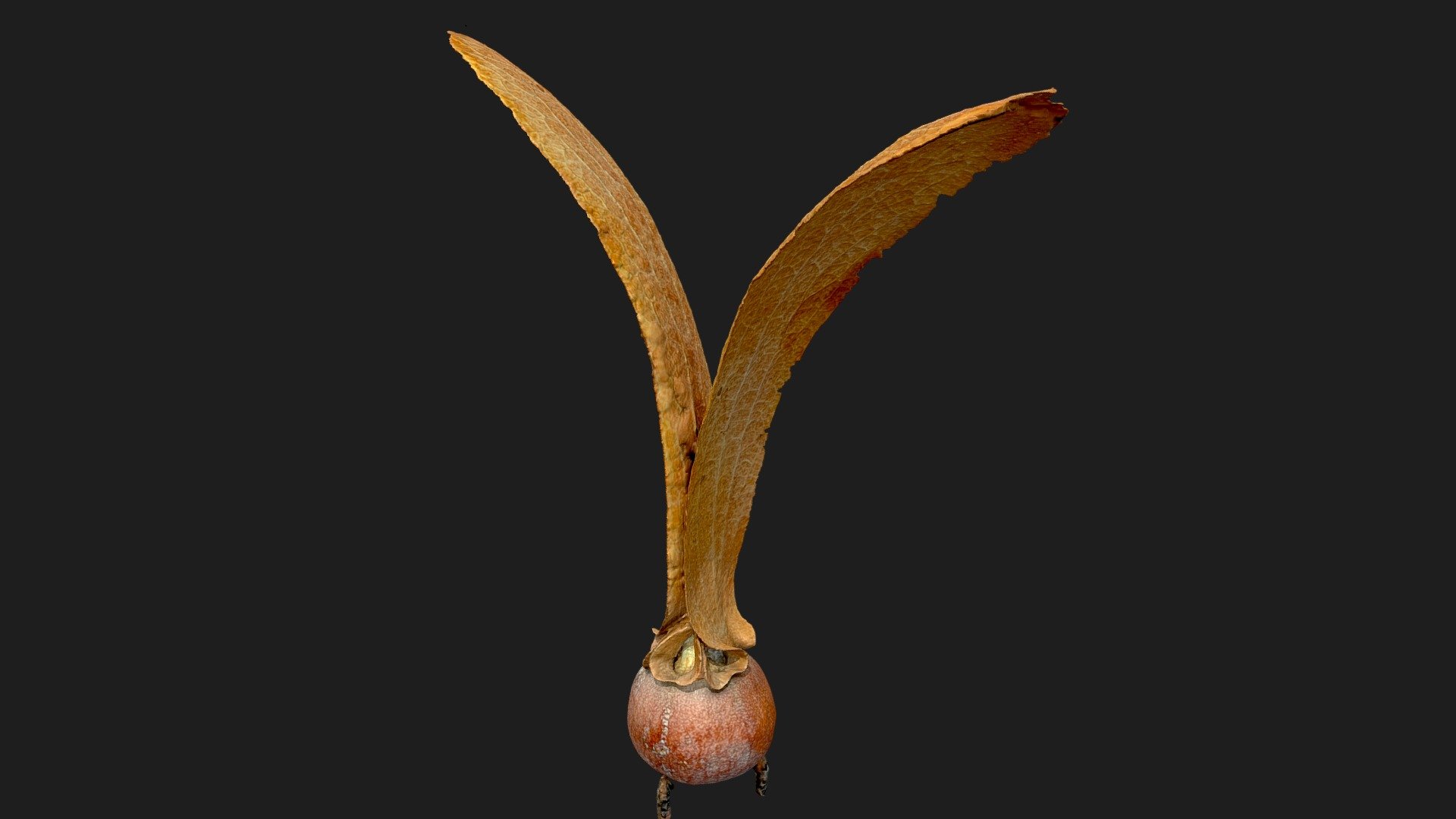 Helicopter-like seeds Dipterocarpus obtusifolius - Download Free 3D model by Magic_Pot [8b94b2a ...