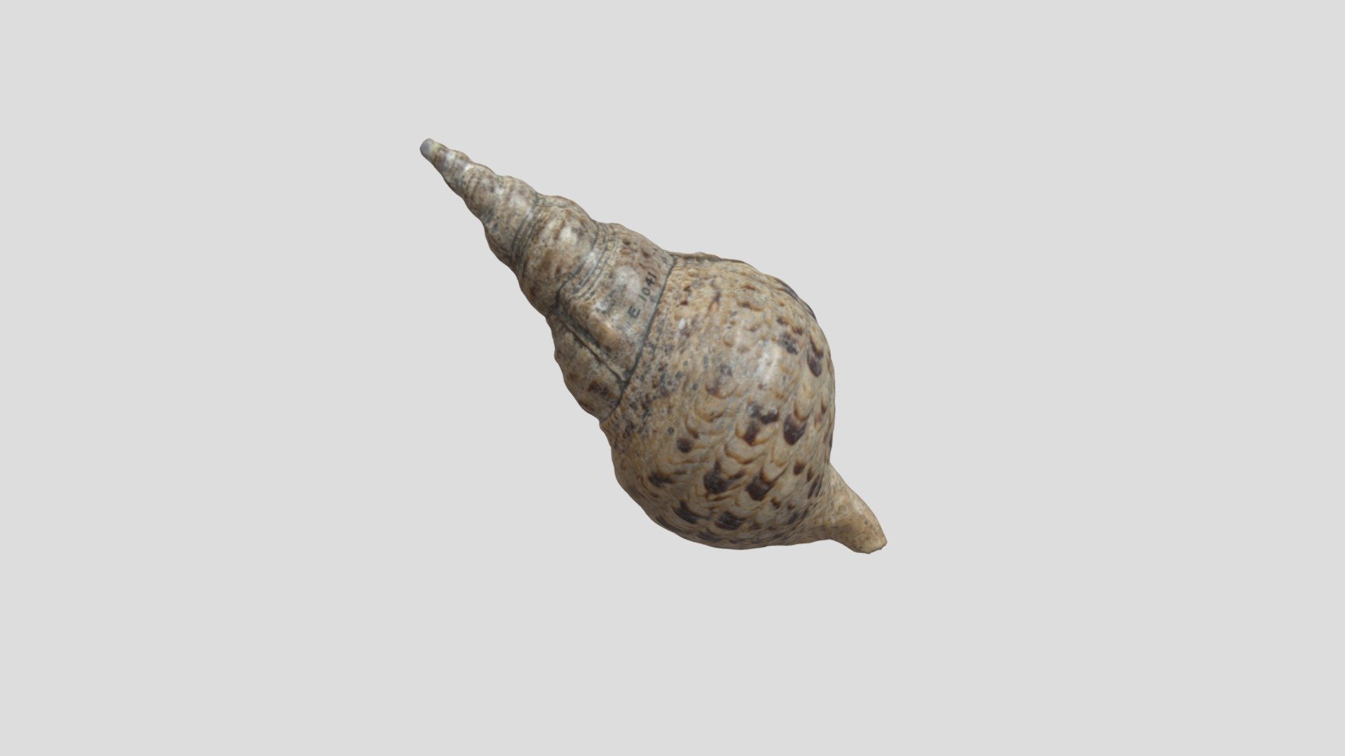 Palau Islands horn - 3D model by Hastings Museum (@HastingsMuseum ...