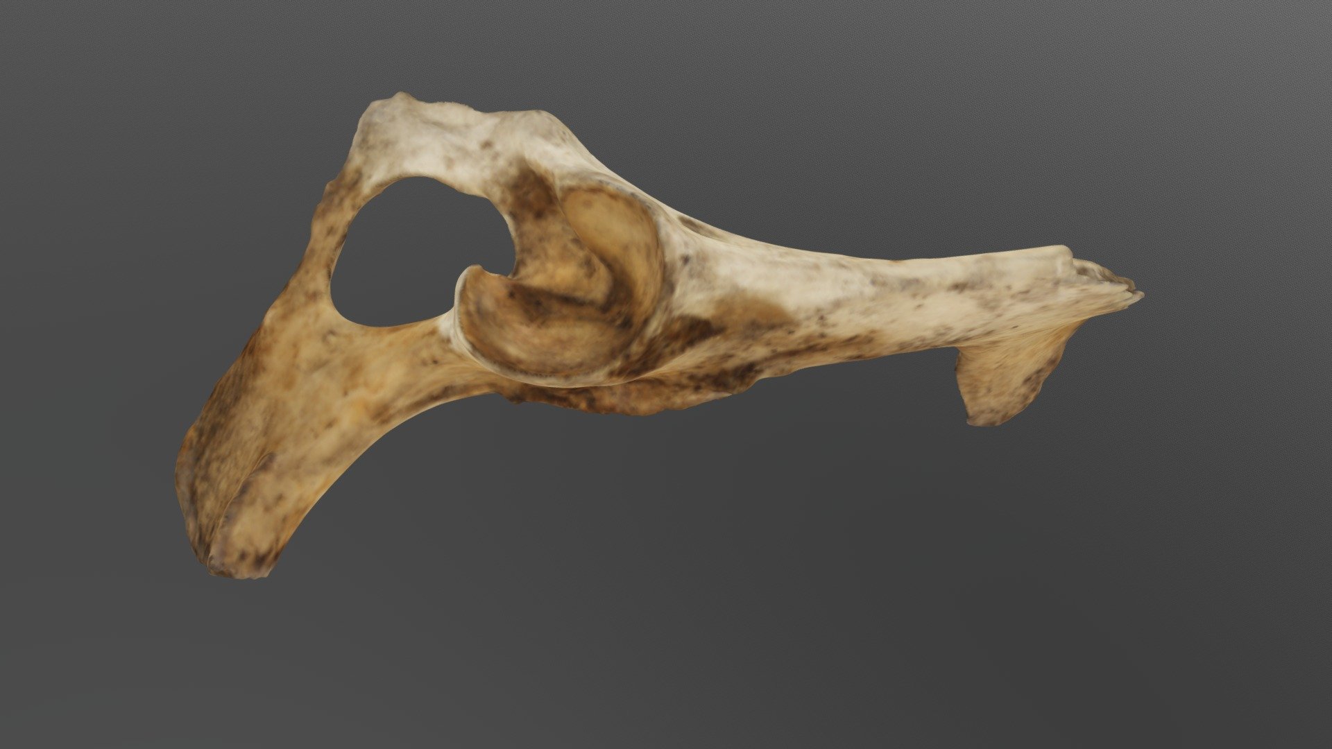 Camelops Pelvis (VCU_3D_3814) - 3D model by Virtual Curation Lab ...