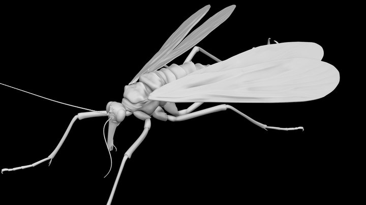 Mecoptera 3D models - Sketchfab