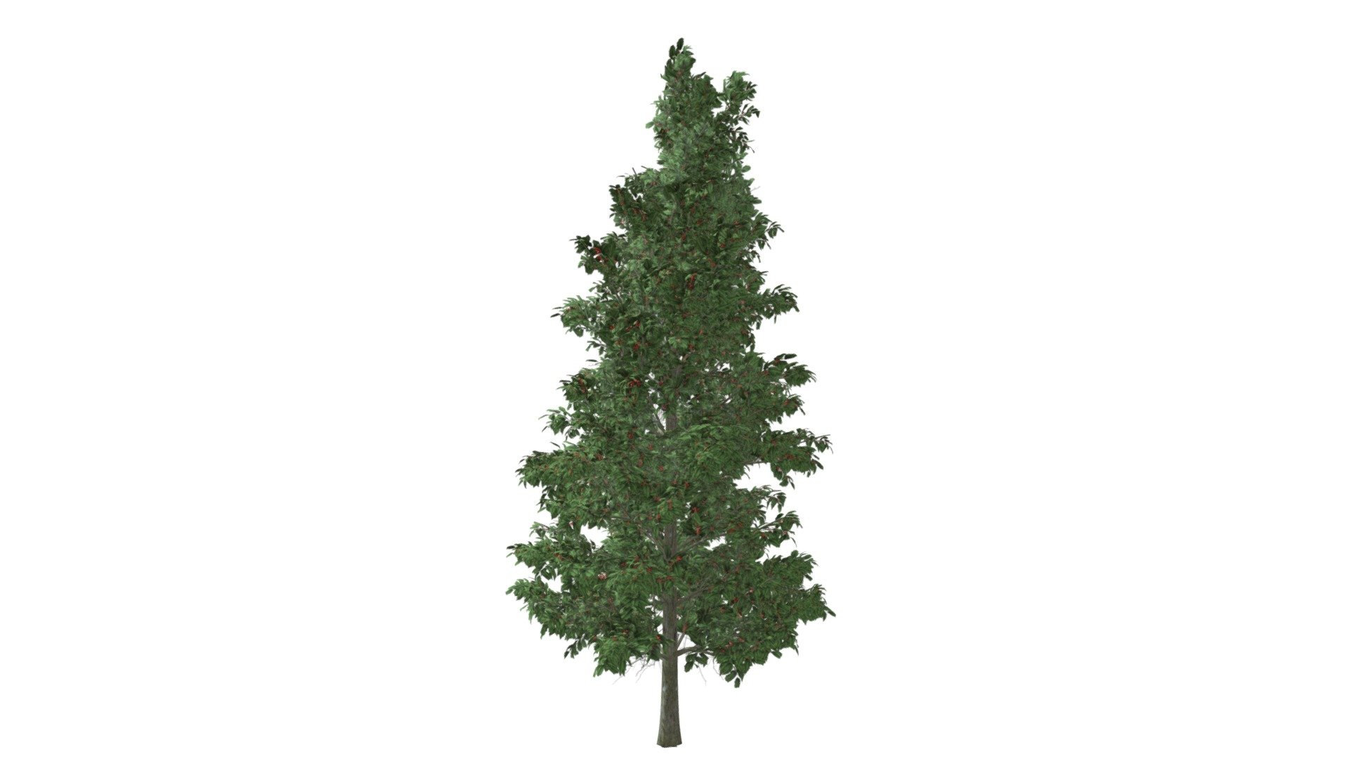 American Holly Tree #10 - Buy Royalty Free 3D model by meshshape ...