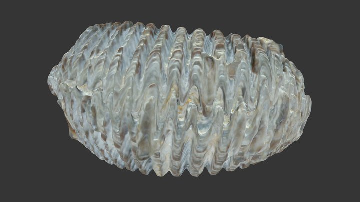 Madagascar 3D models - Sketchfab