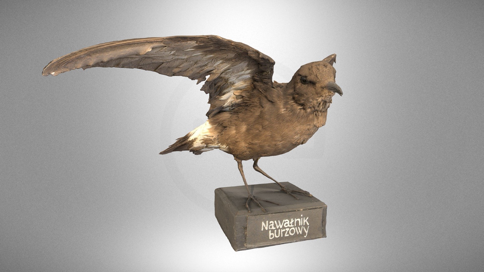 Storm petrel - Download Free 3D model by Virtual Museums of Małopolska ...
