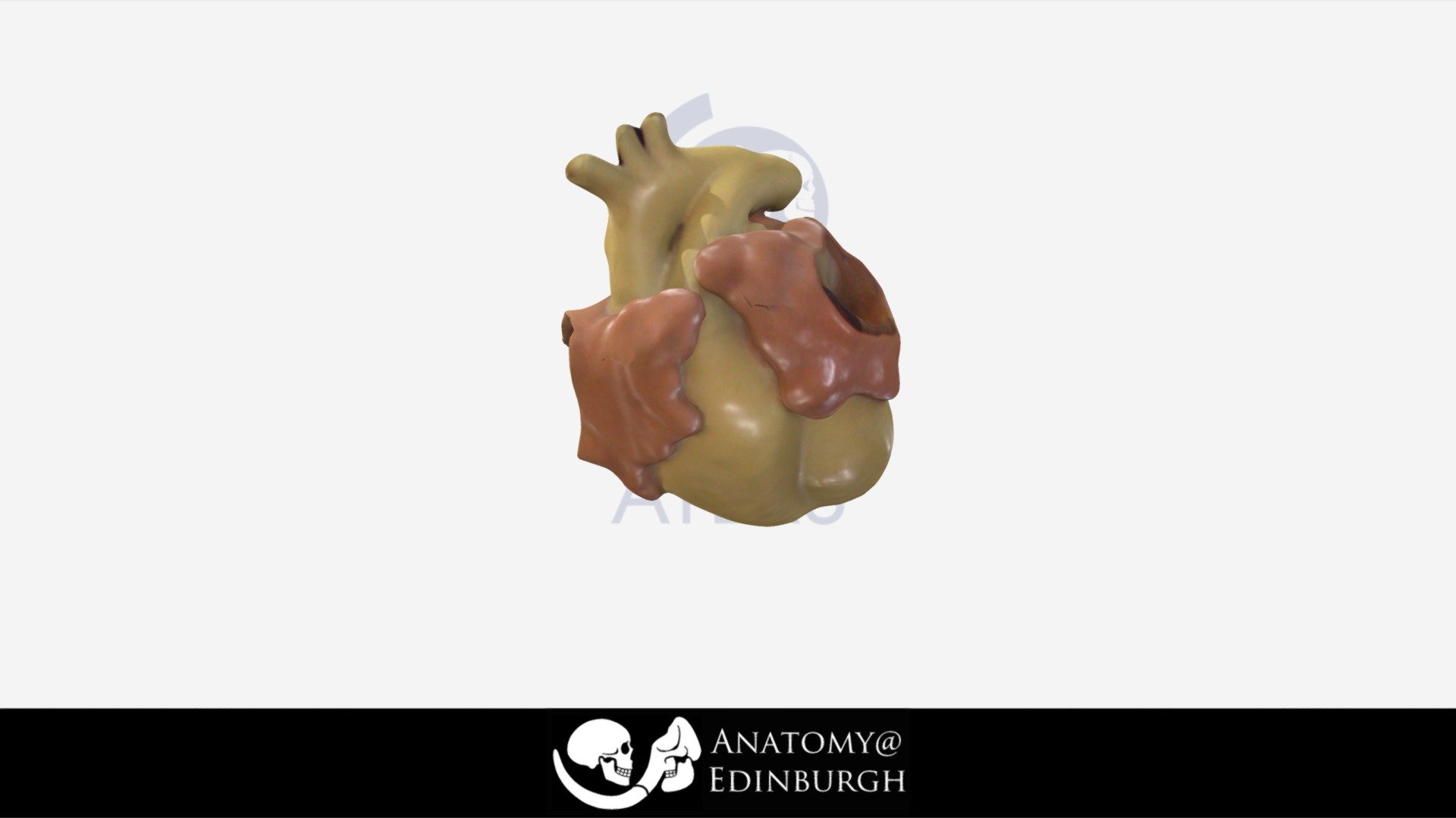 Heart Model10 - 3D model by UoEATLAS [8bb49cb] - Sketchfab