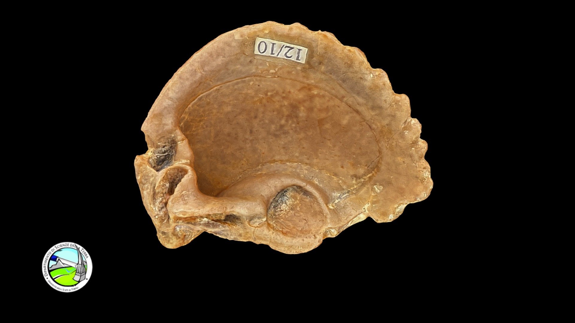 Trigonia - 3D model by Dipartimento di Scienze della Terra - UniTo ...