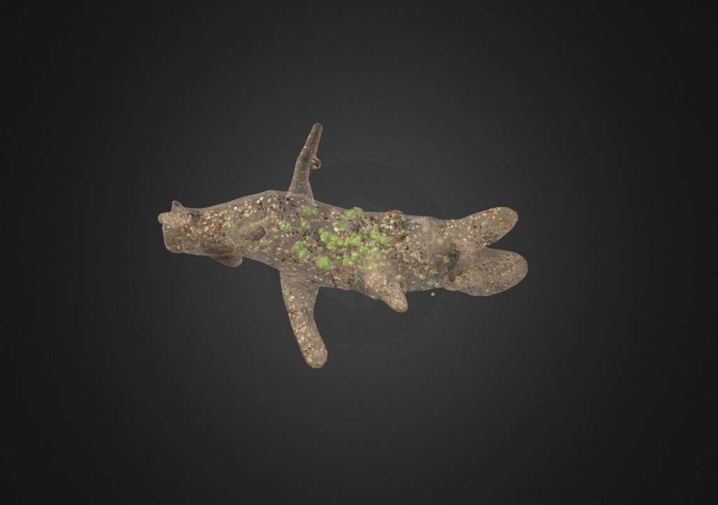 Amoeba Амёба Amoebozoa - 3D model by iTechnol [8bc2765] - Sketchfab