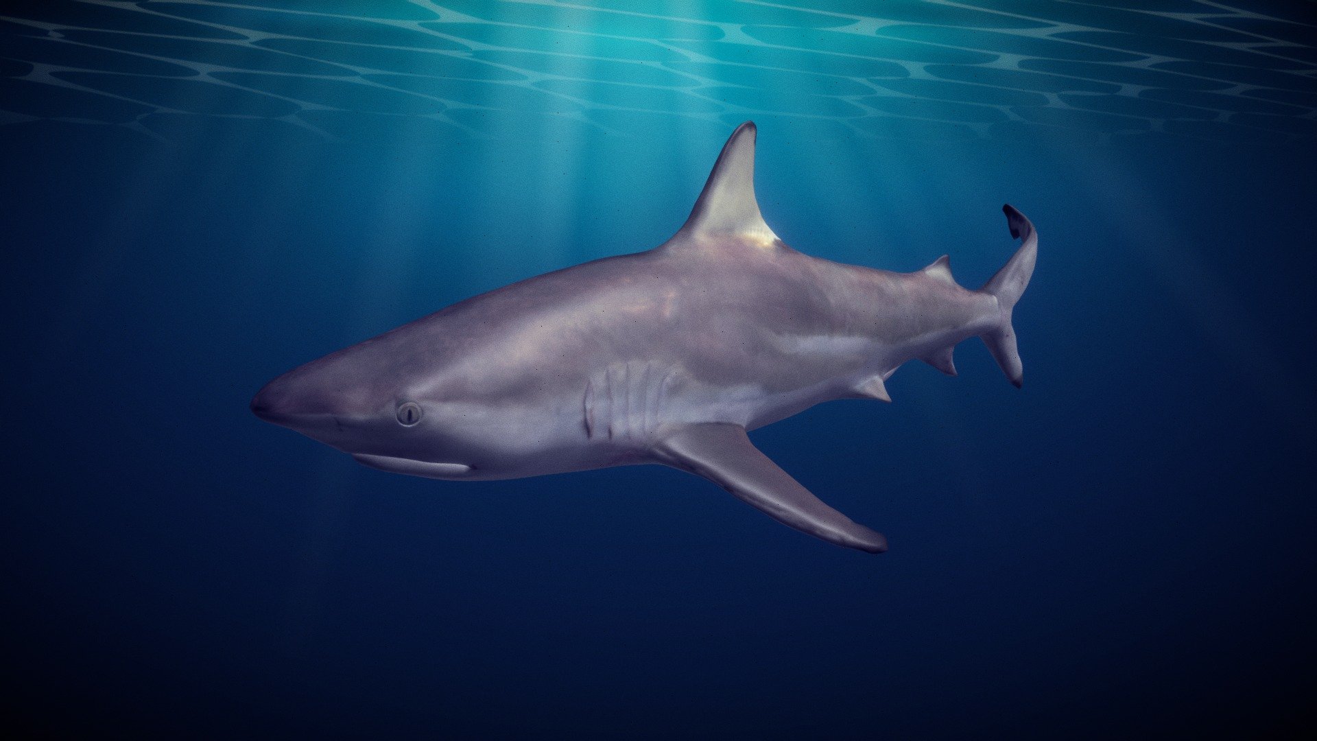 Shark - Download Free 3D model by Optic_idealist (@nandupofficial ...