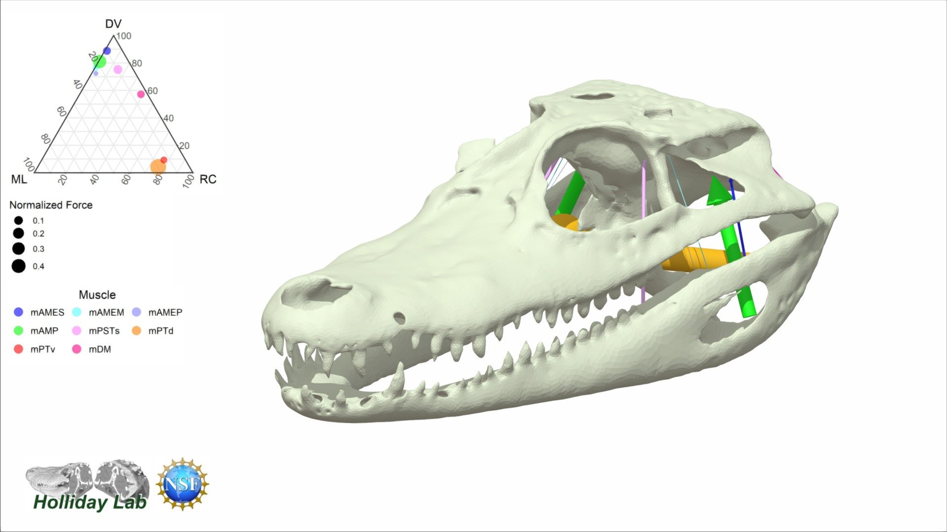 3D Jaw muscles of Caiman crocodilus - Download Free 3D model by ...
