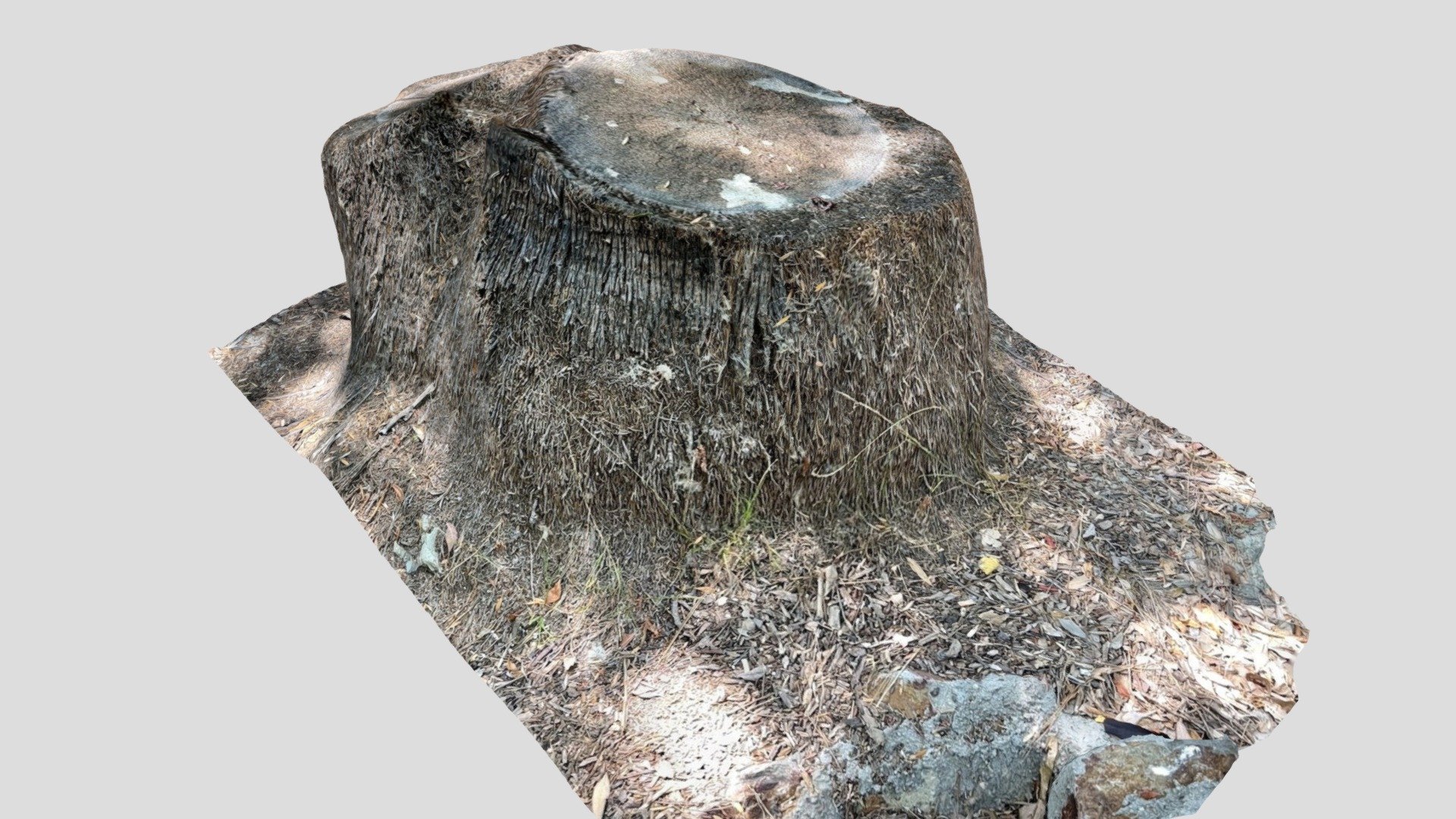 Palm Stump - Download Free 3D model by kadecarlson [8bd968a] - Sketchfab