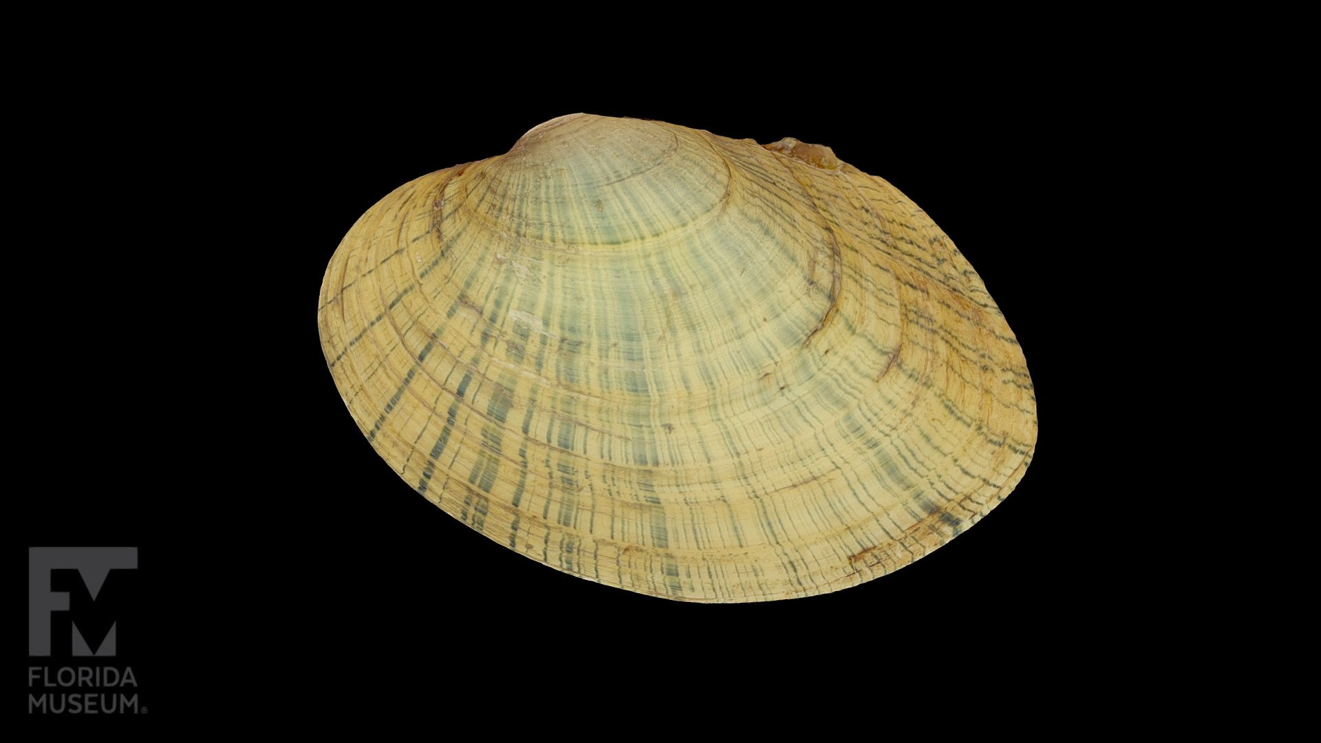 Wavy-rayed lampmussel - Freshwater Mussel - 3D model by FloridaMuseum ...