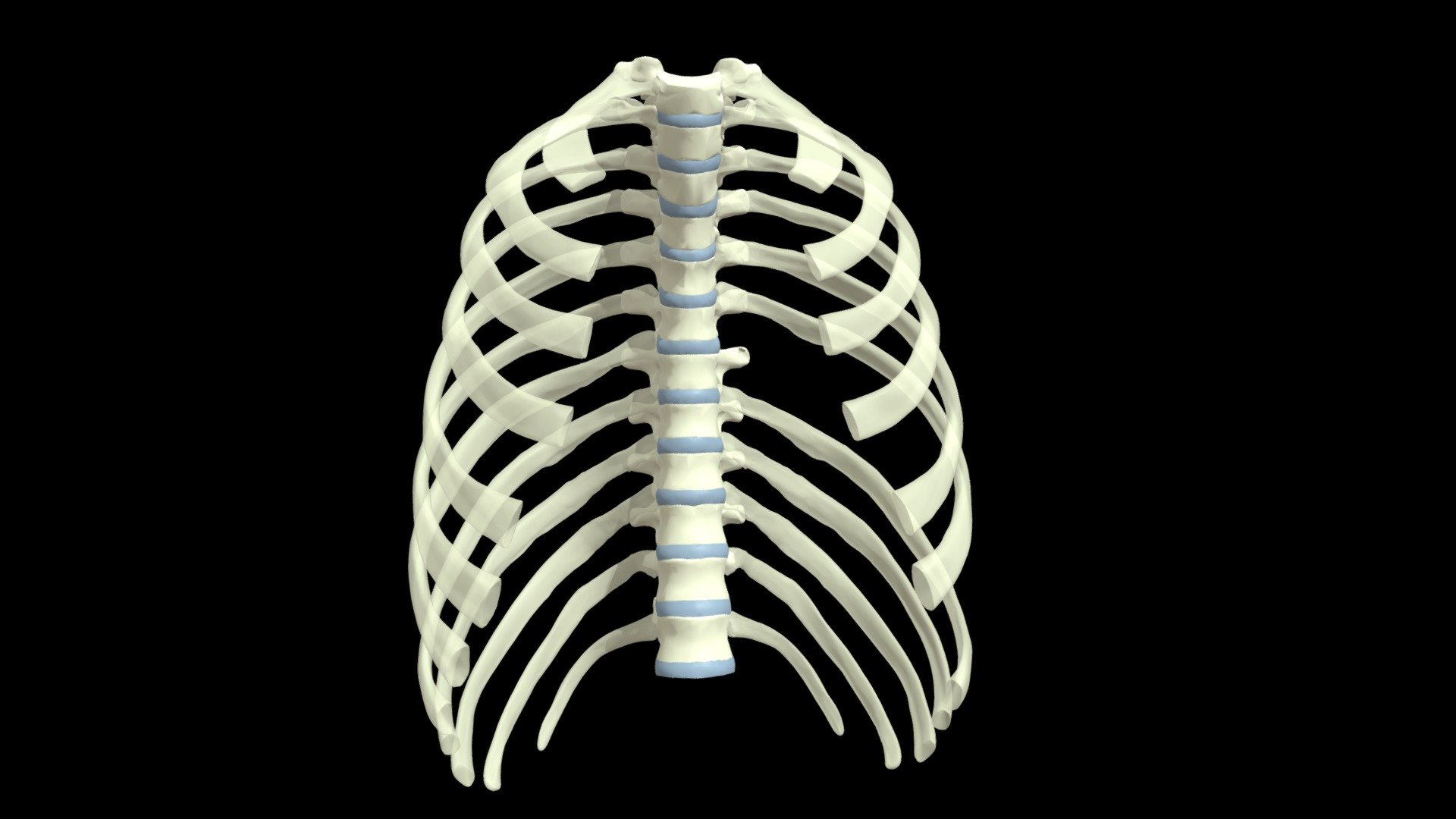 Thoracic Vertebrae & Ribs - Costal Facets - Download Free 3D model by ...