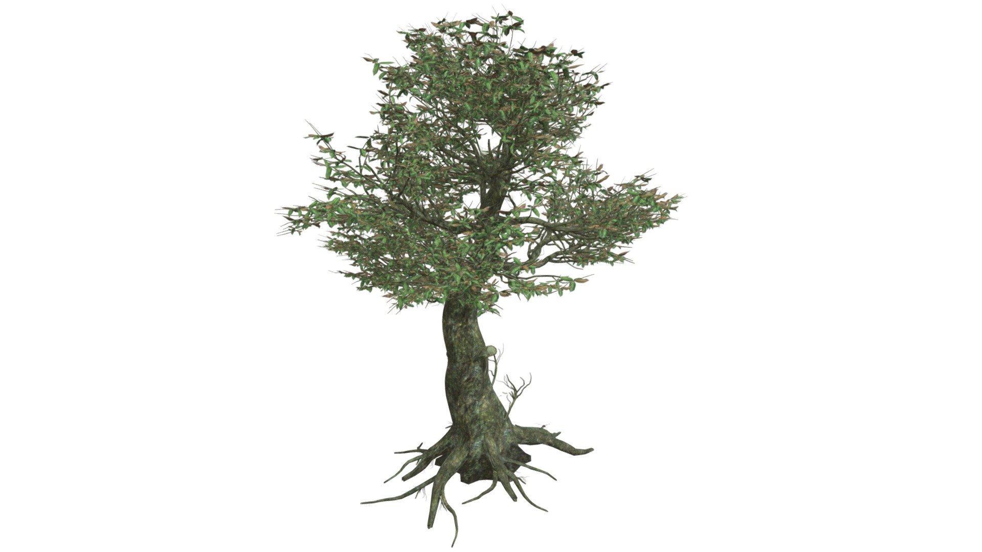 Kingsville Boxwood Tree #01 - Buy Royalty Free 3D model by meshshape ...