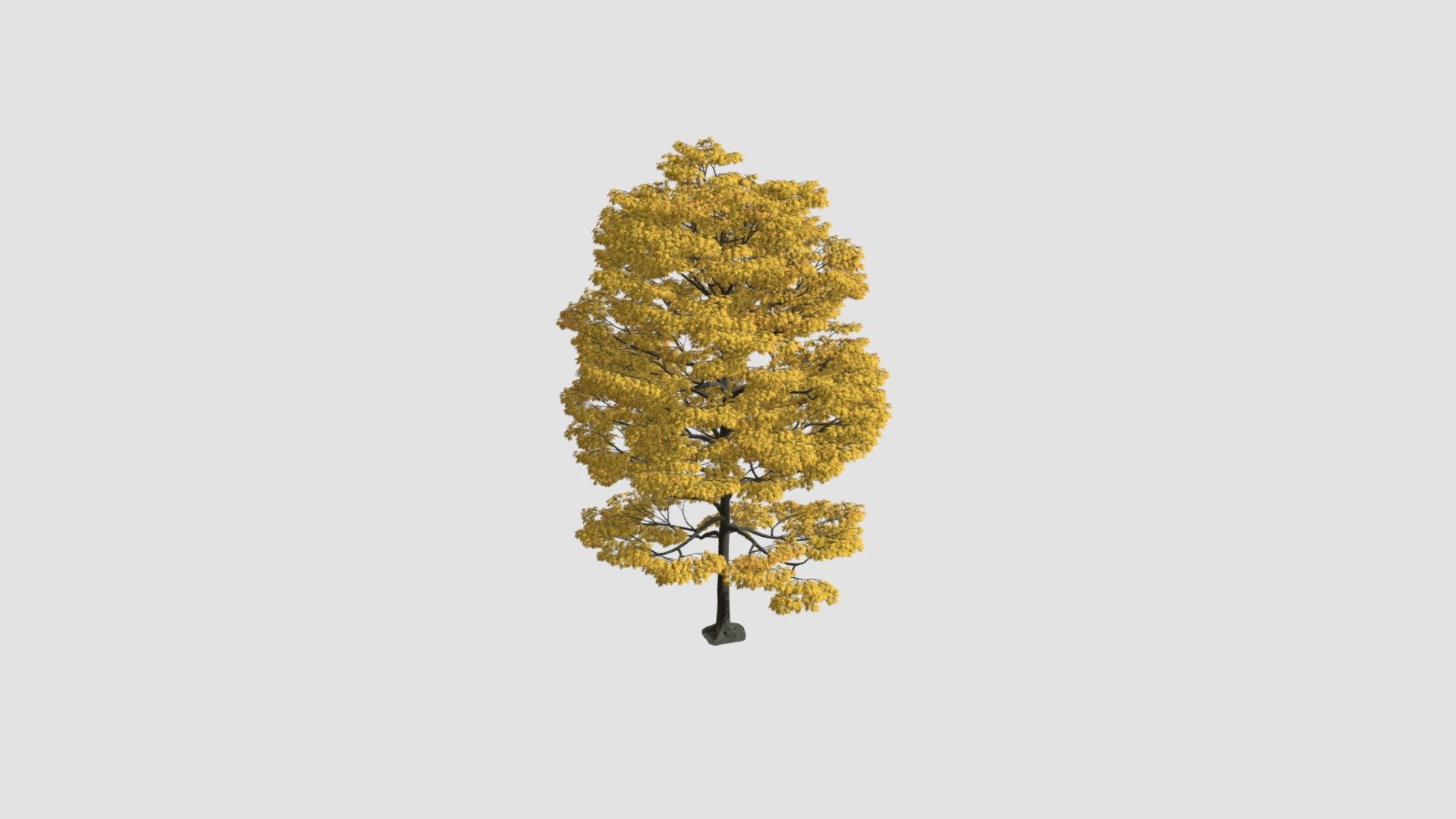 tree - Buy Royalty Free 3D model by Evermotion [8bea0d2] - Sketchfab Store