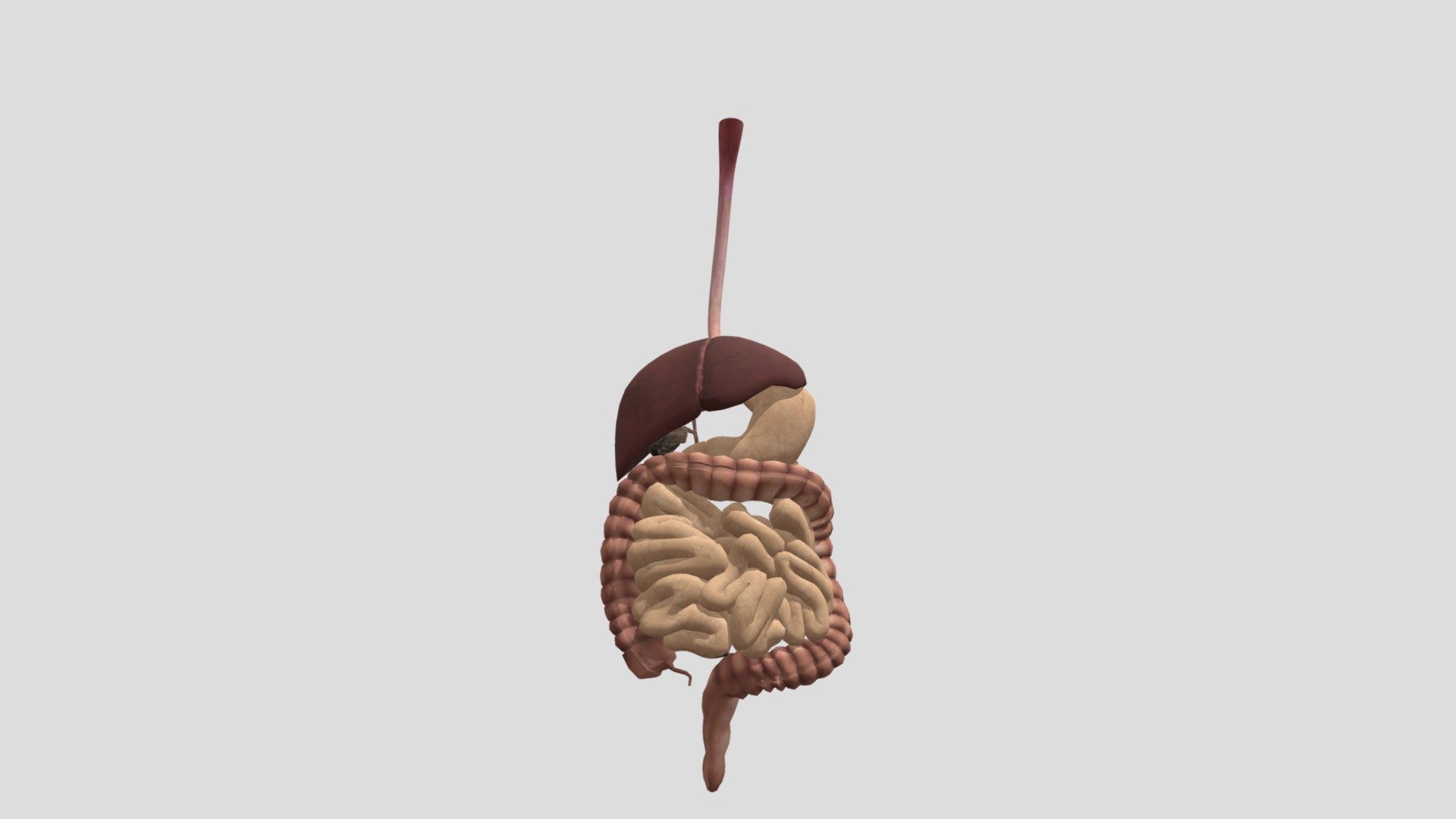 digestive_system - 3D model by PutriBalkis [8bea6fe] - Sketchfab