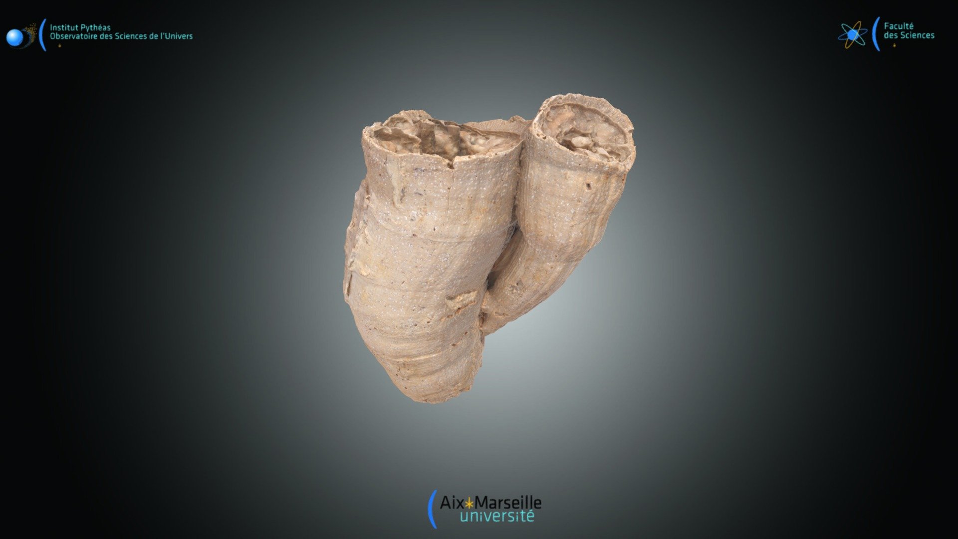 Bivalve - Vaccinites vredenburgi - Download Free 3D model by Secteur ...