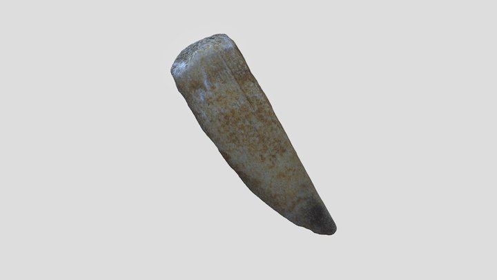 Pristidae 3D models - Sketchfab