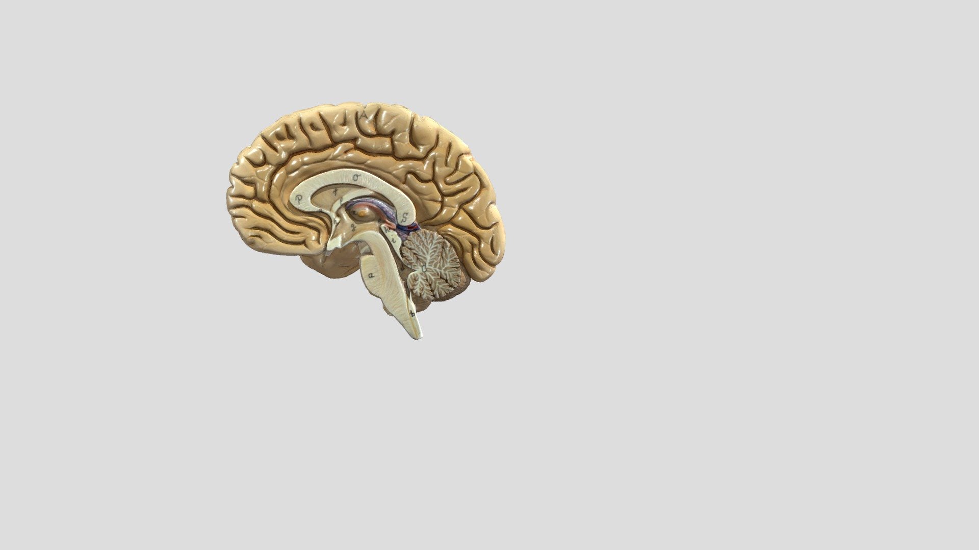 Neuroanatomy of Decision-Making - Download Free 3D model by ...