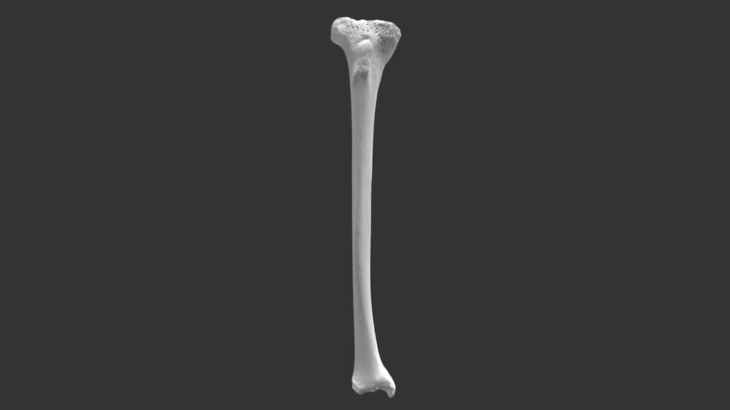 Right Tibia - 3D model by Wellesley College (@WellesleyCollege) [8bfc21a] - Sketchfab