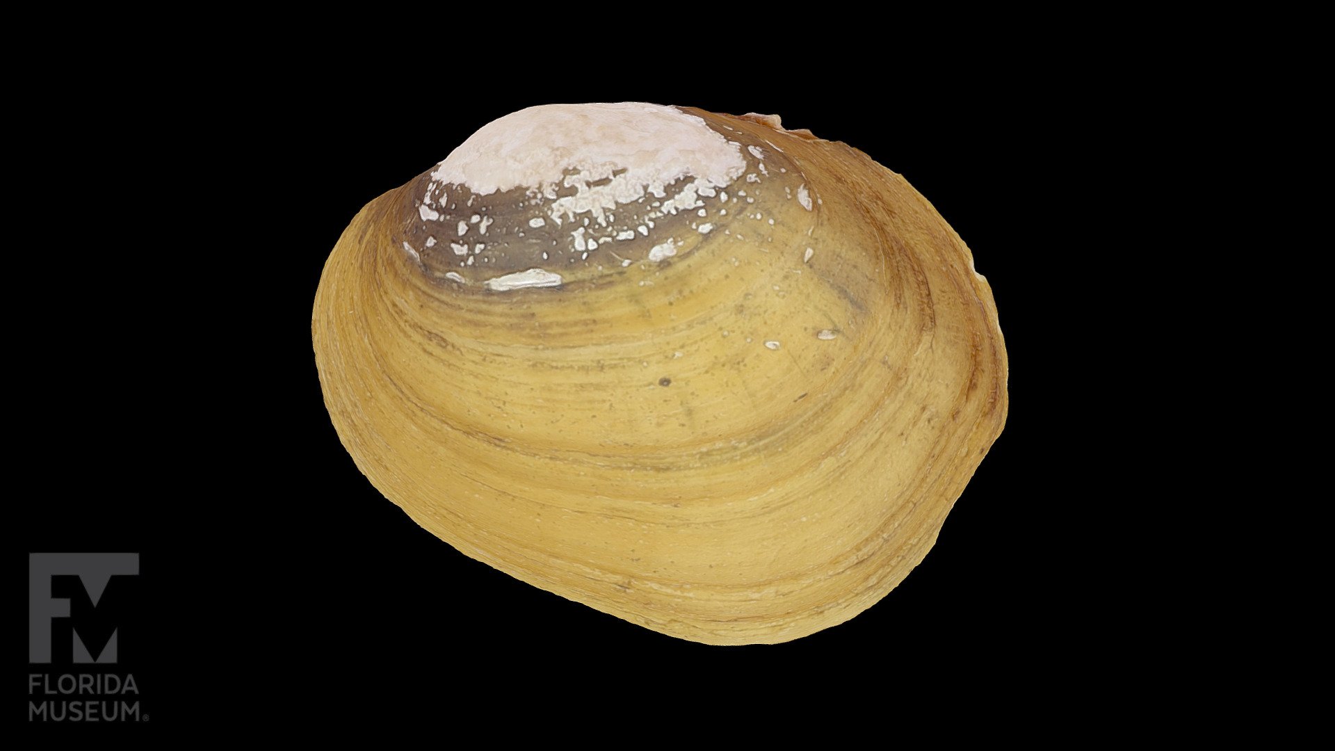 Pink mucket - Freshwater Mussel - 3D model by FloridaMuseum [8bfec72 ...
