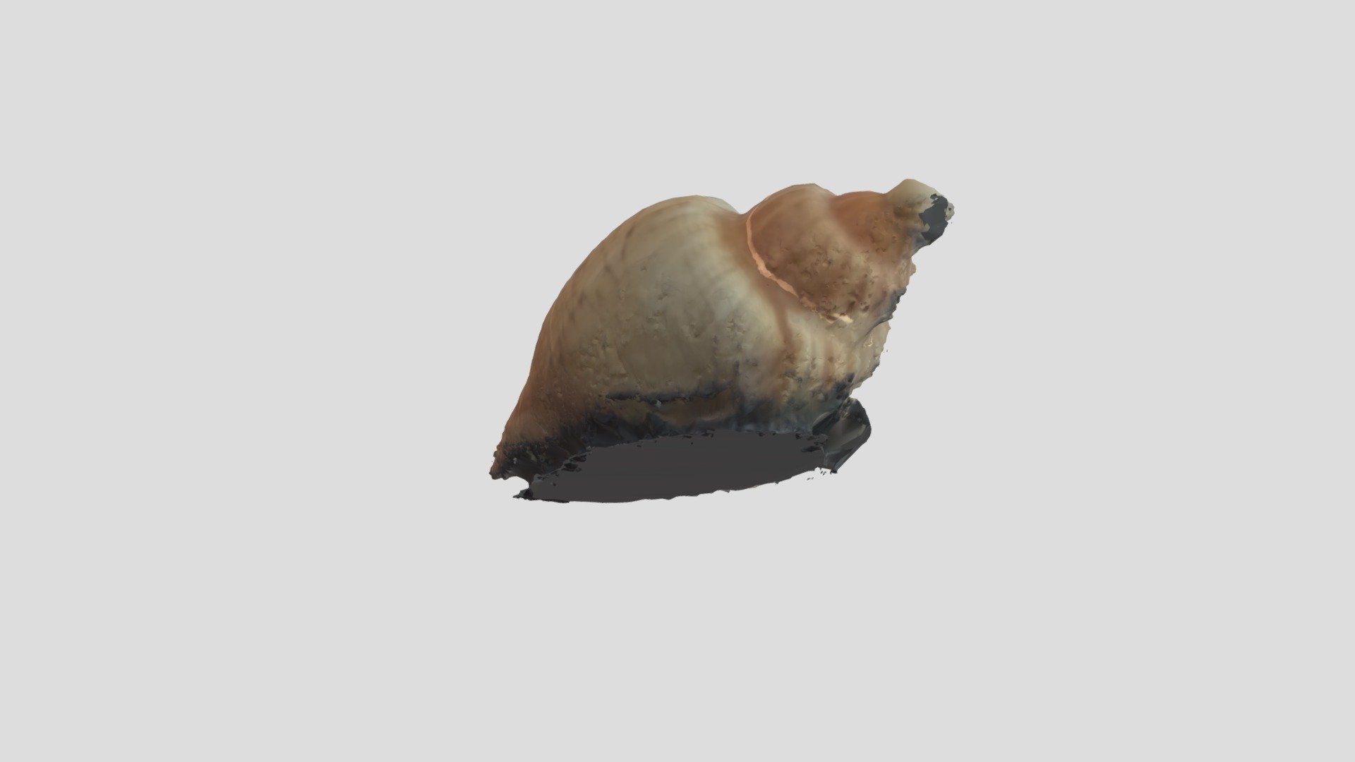 Shell1_Model - 3D model by jacoon0117 [8bffa9e] - Sketchfab