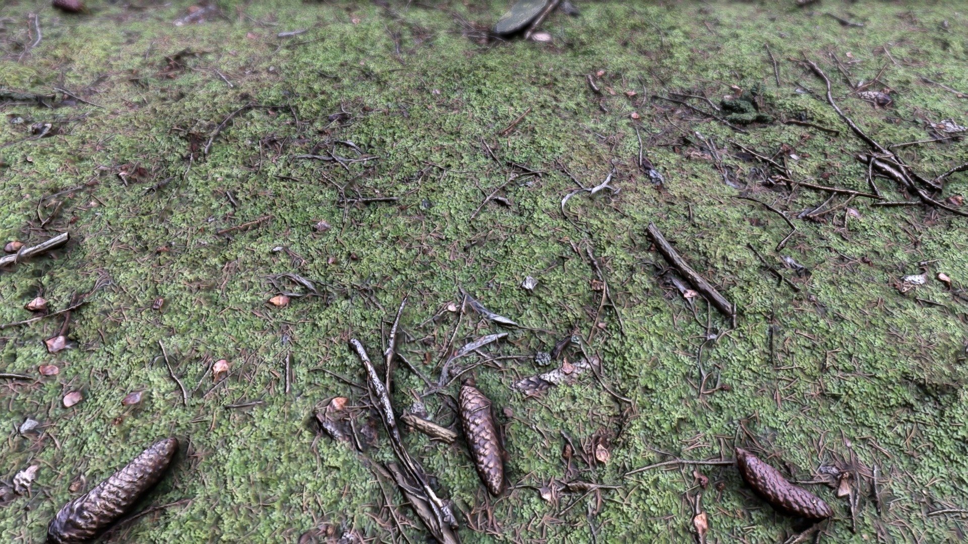 Moss in the forest square 8k - Download Free 3D model by 3dhdscan ...