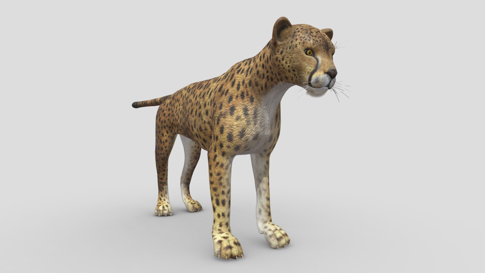 Cheetah - 3D model by 1225659838@qq.com (@Novaky) [8c07557] - Sketchfab