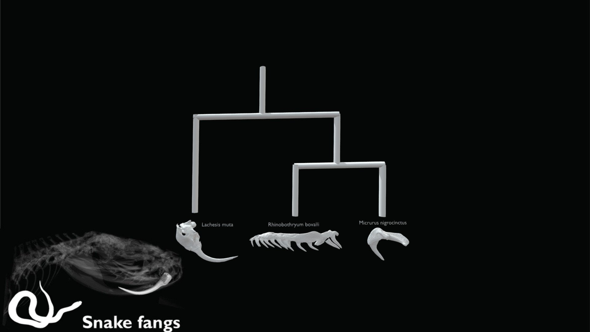 Fang tree - 3D model by Michigan Herpetology (UMMZ ...