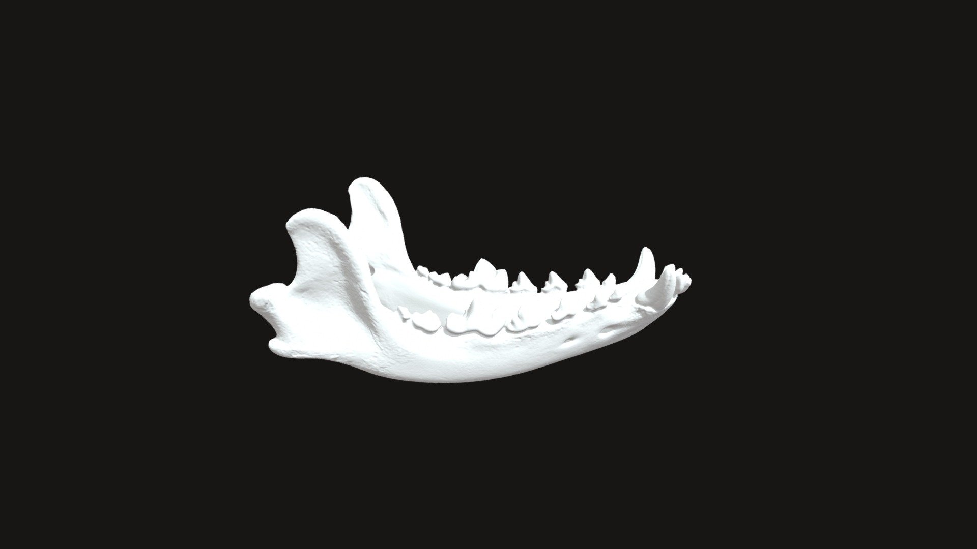 dog_jaw - 3D model by DilianyHernandez [8c0abff] - Sketchfab